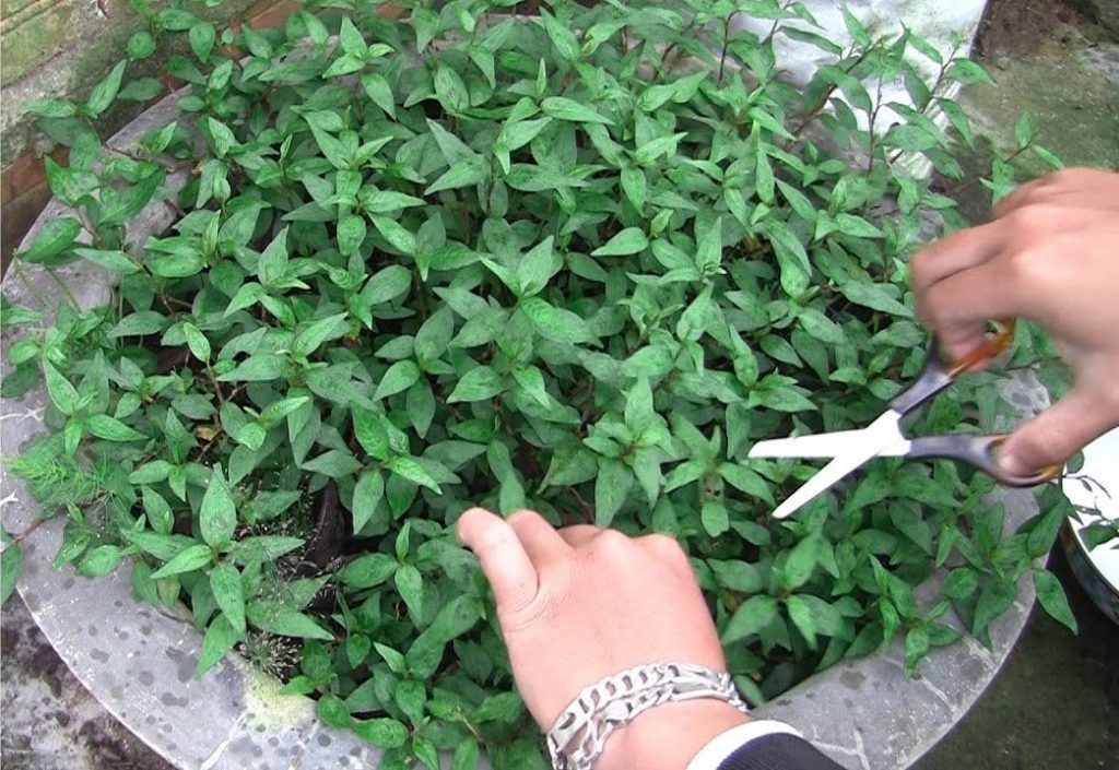 Cách trồng rau răm tại nhà cực kỳ đơn giản - Plant.vn